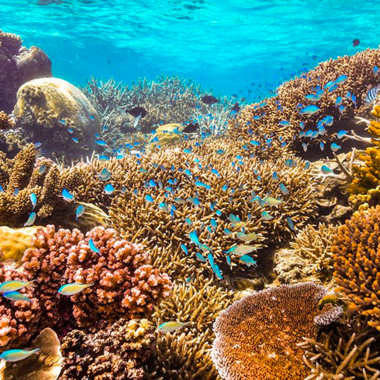 Australia Blocks New Coal Mine near Great Barrier Reef | Weightless Clean